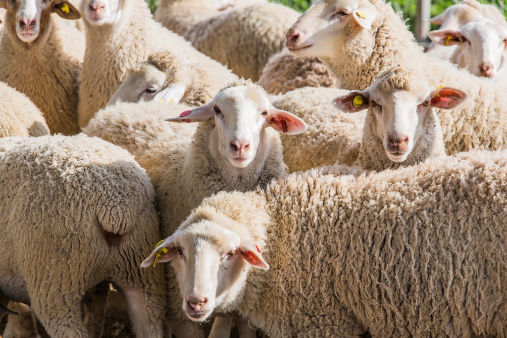 Who Are the Lost Sheep of the House of Israel? | Hoshana Rabbah ...