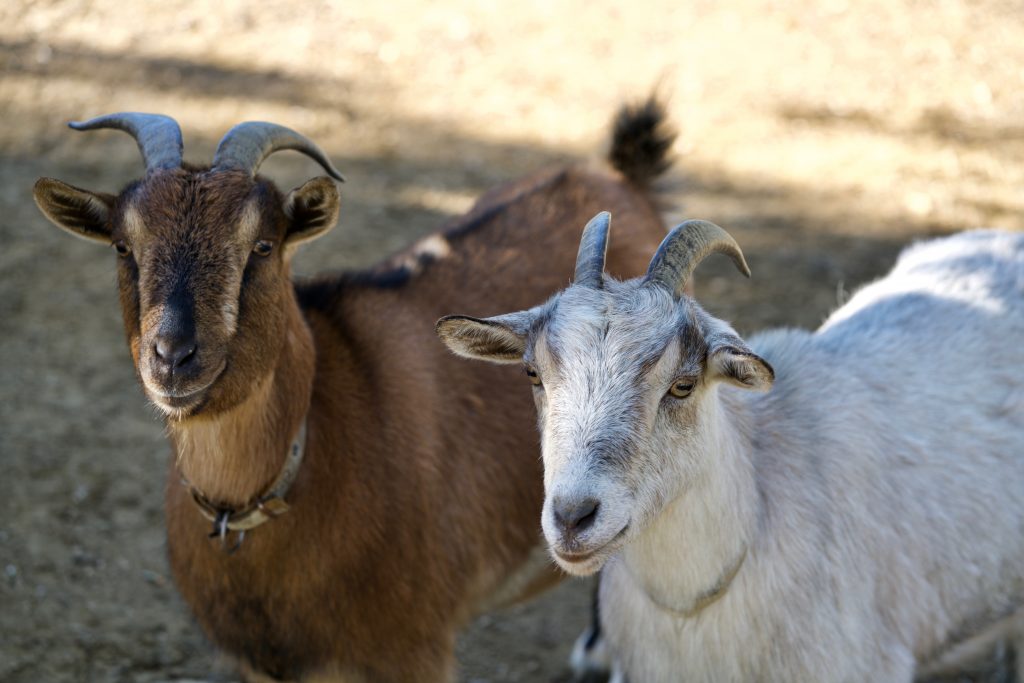 Some Insights on the Azazel Goat Ritual of Leviticus 16 | Hoshana ...