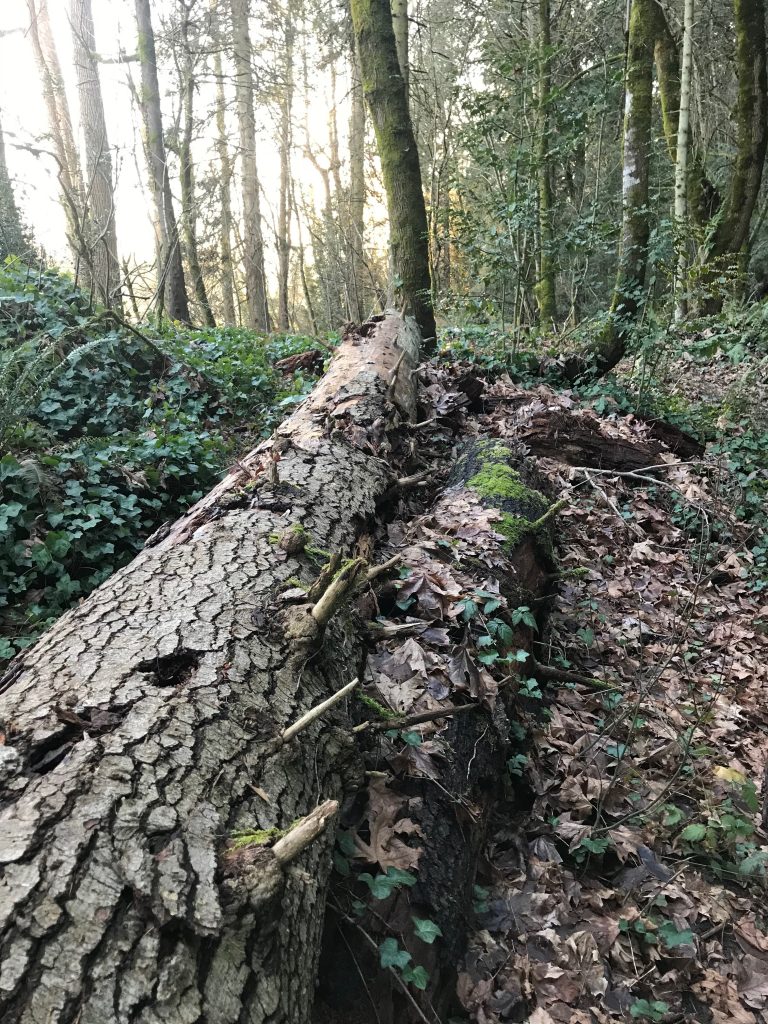 Sabbath Walk in the Forest With My Bride—Reflections | Hoshana Rabbah ...