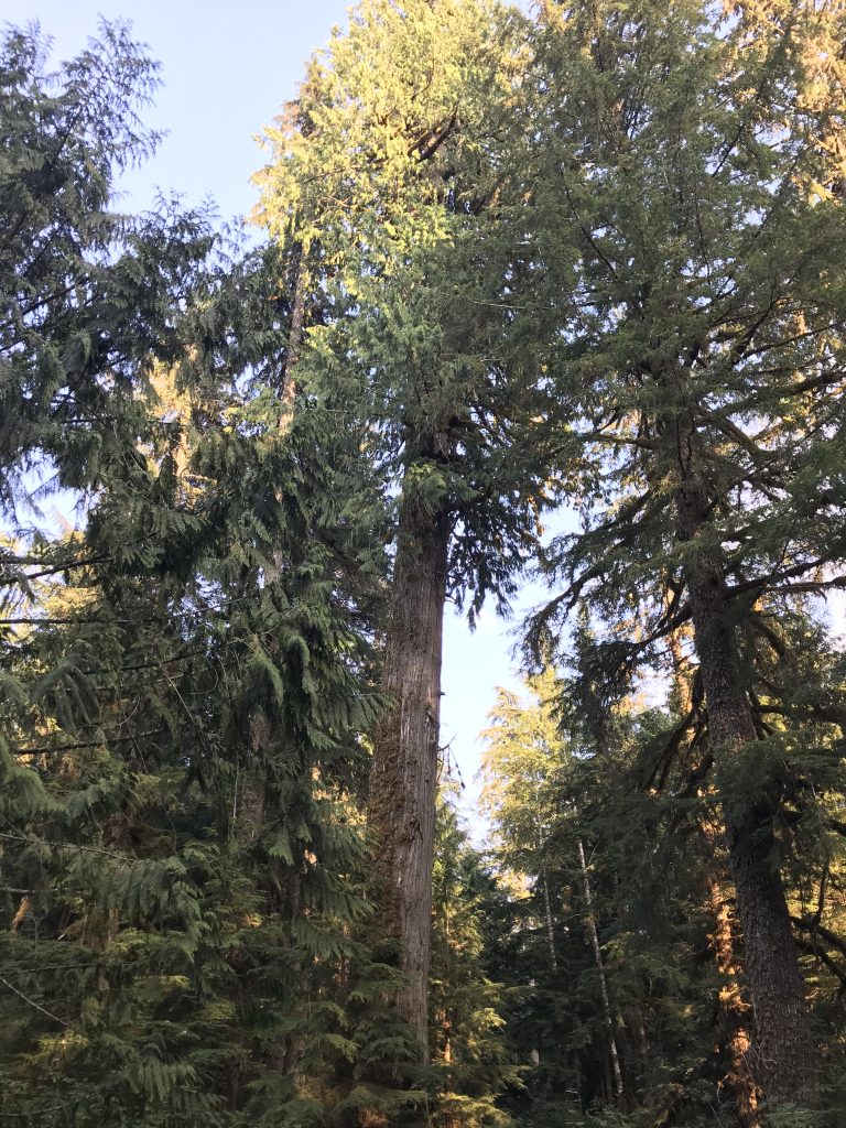 IMG_5397.1250 y.o cedar tree at Silver Fir C.G | Hoshana Rabbah ...