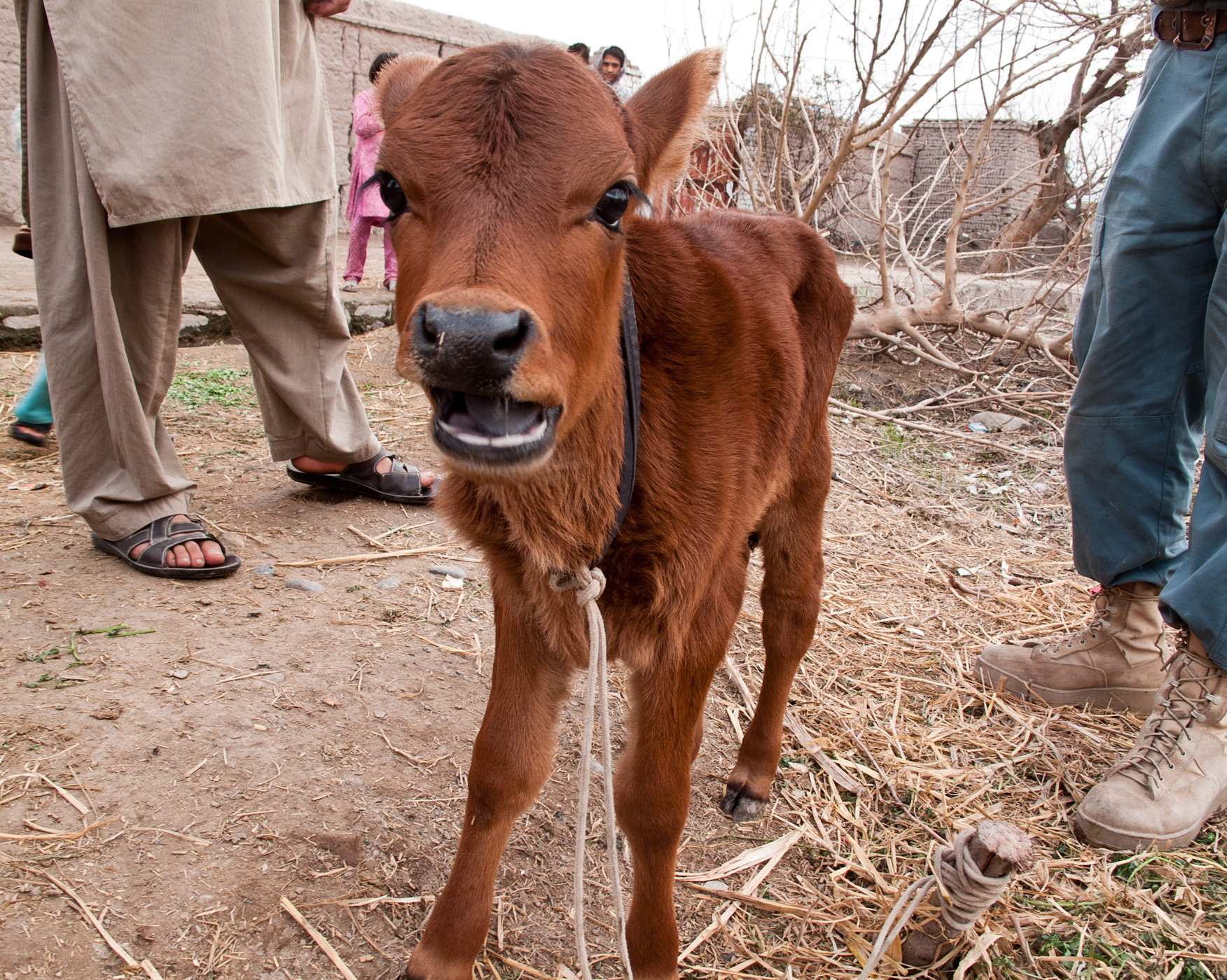 Red Heifer Archives Hoshana Rabbah BlogHoshana Rabbah Blog