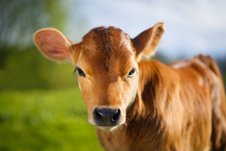 The Overview of the Red Heifer Ceremony and Its Greater Implications ...