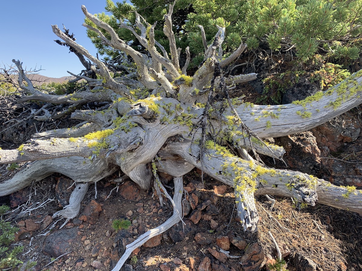 Gallery of Alpine Tree Art | Hoshana Rabbah BlogHoshana Rabbah Blog