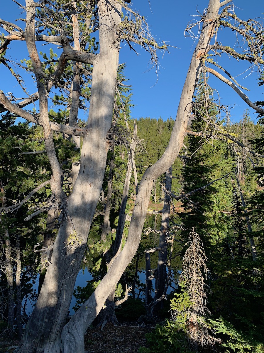 Gallery of Alpine Tree Art | Hoshana Rabbah BlogHoshana Rabbah Blog