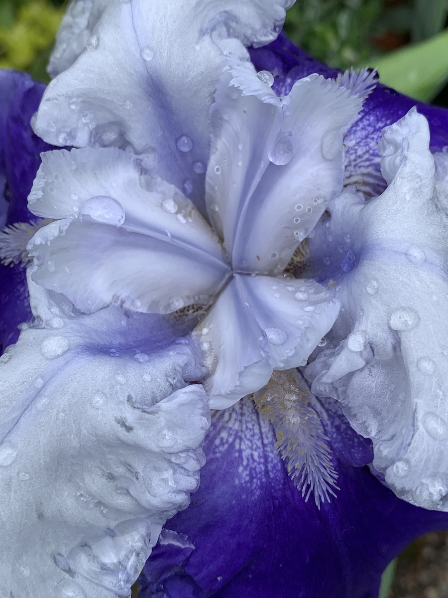 Shabbat Shalom From My Garden to Yours! | Hoshana Rabbah BlogHoshana ...