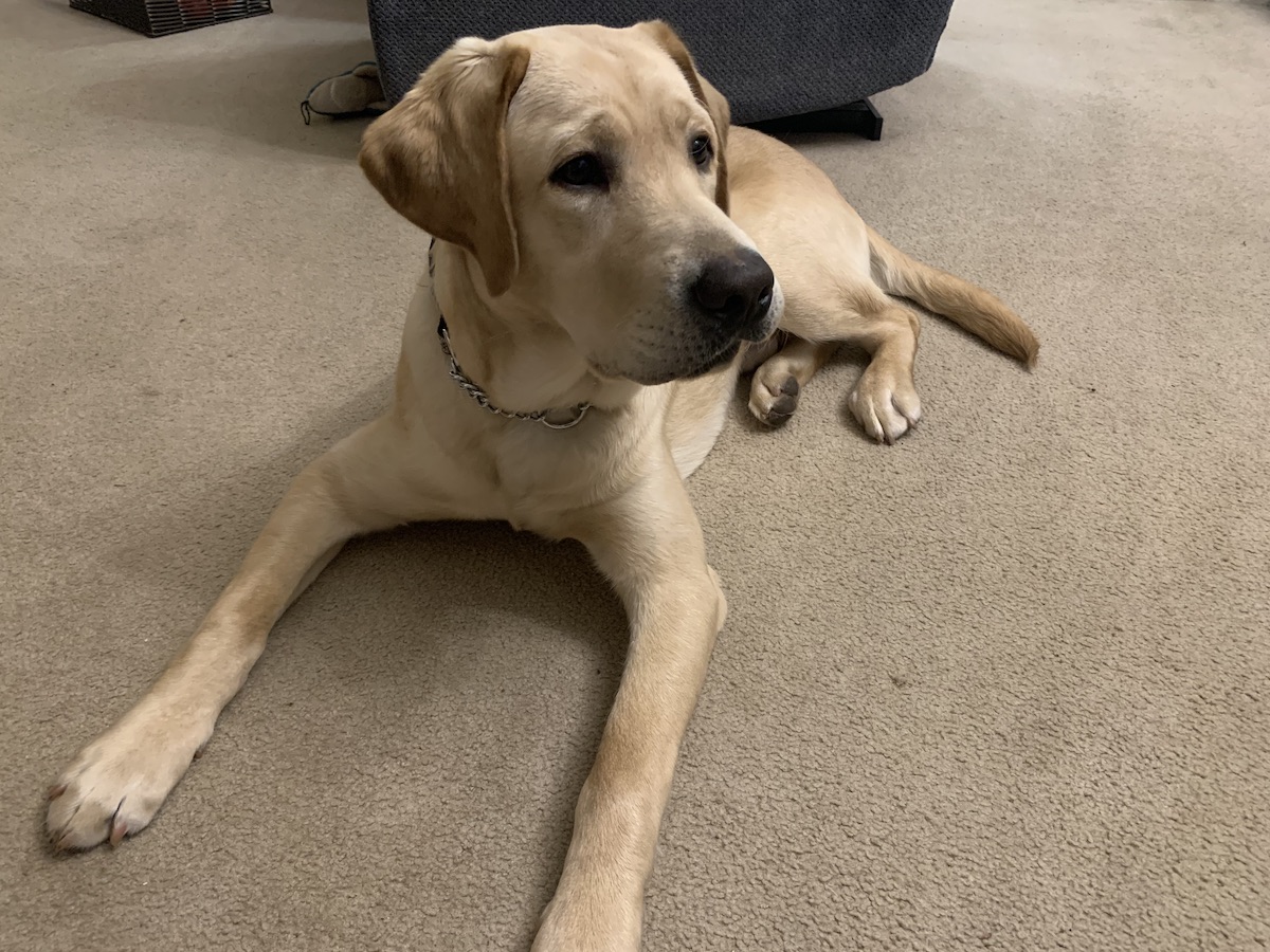 Numbers 13 and 14—Joshua and Caleb Vs. the Rebels | Hoshana Rabbah ...