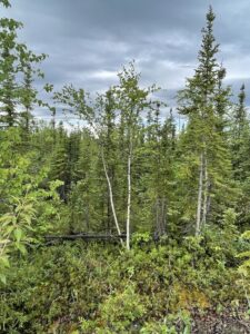 Hoshana Rabbah Blog | Midrash with Natan LawrenceHoshana Rabbah Blog ...