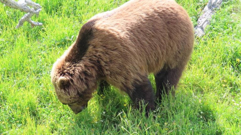 Hoshana Rabbah Blog | Midrash with Natan LawrenceHoshana Rabbah Blog ...