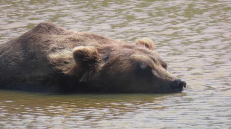 Hoshana Rabbah Blog | Midrash with Natan LawrenceHoshana Rabbah Blog ...